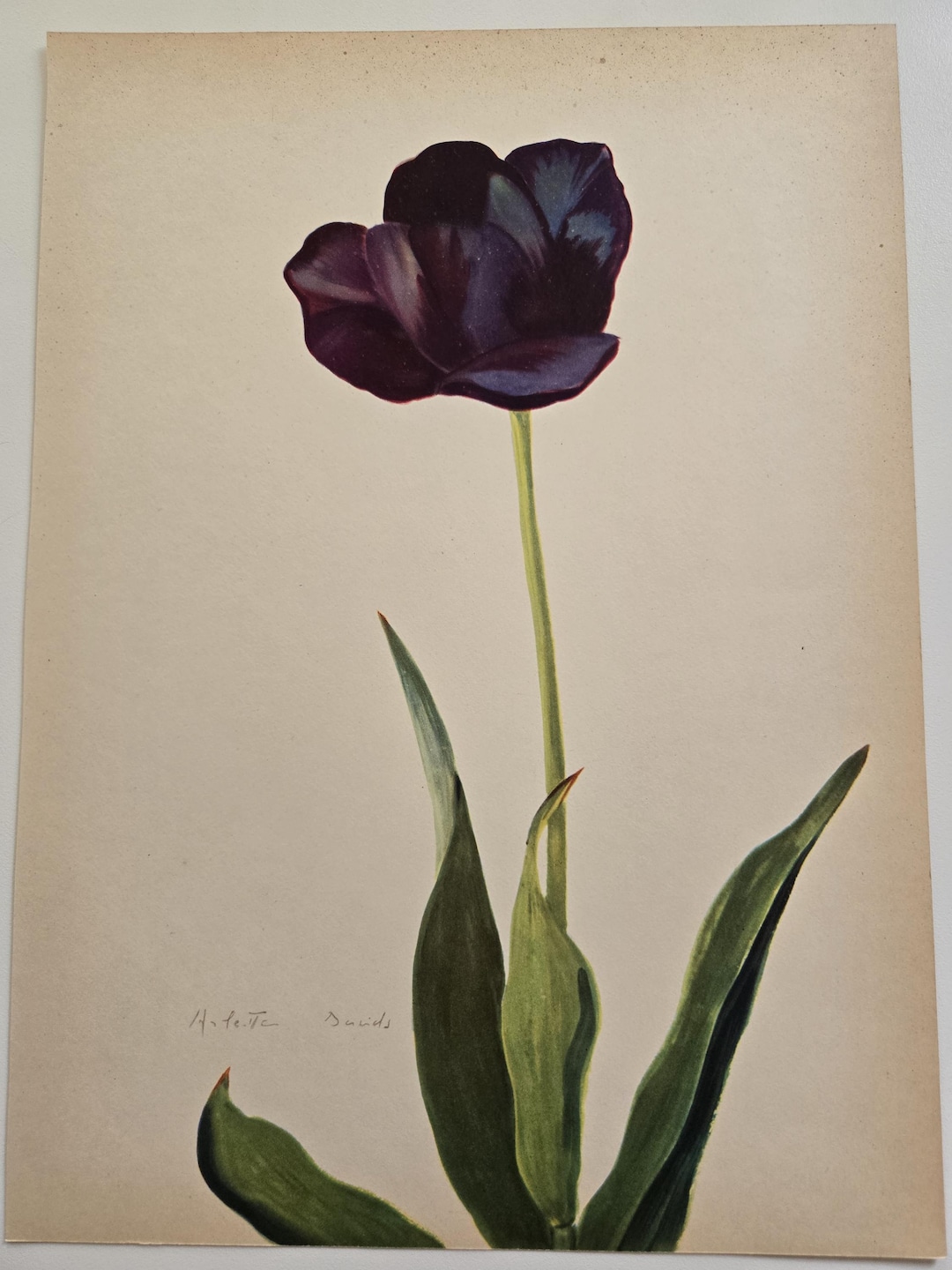 Vintage Botanical Prints 1940s From Paris, France Tulips Arlette Davis ...