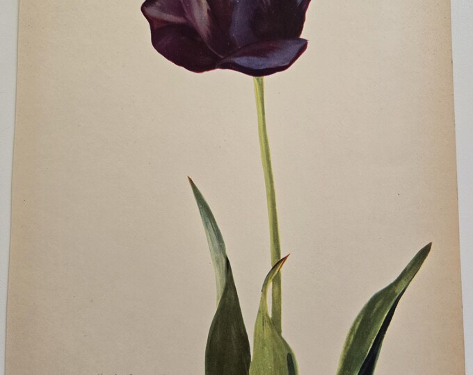 Vintage Botanical Prints 1940s From Paris, France Tulips Arlette Davis ...