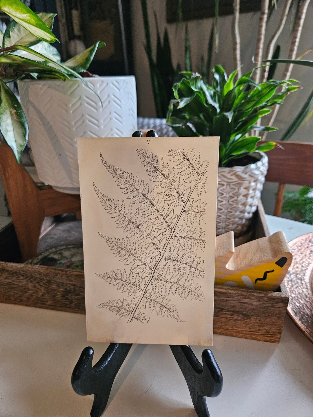 Antique Fern Engraving 1859 Botanical Print British - Etsy