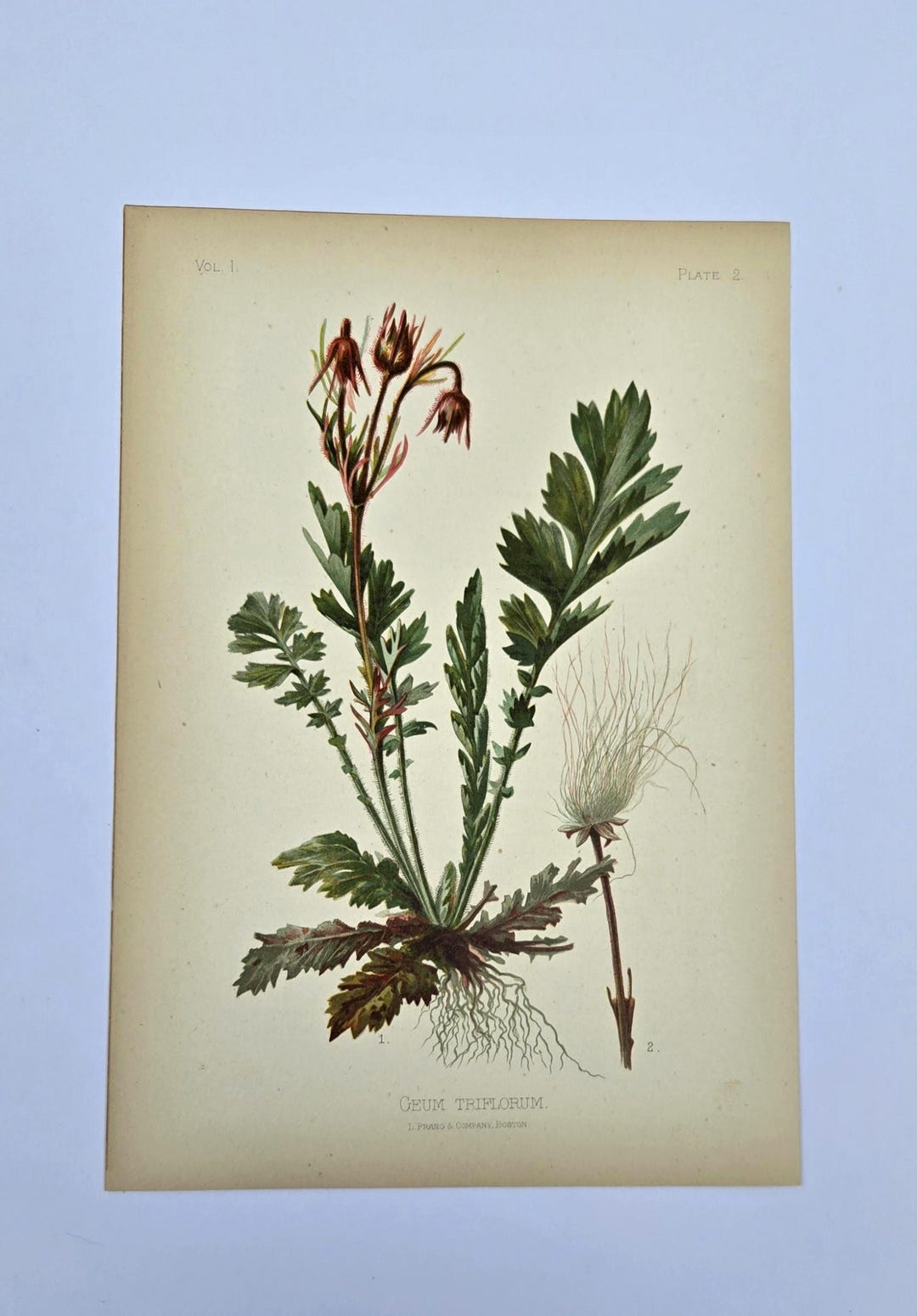 1878 Botanical Chromolithograph – GEUM TRIFLORUM (prairie Smoke ...