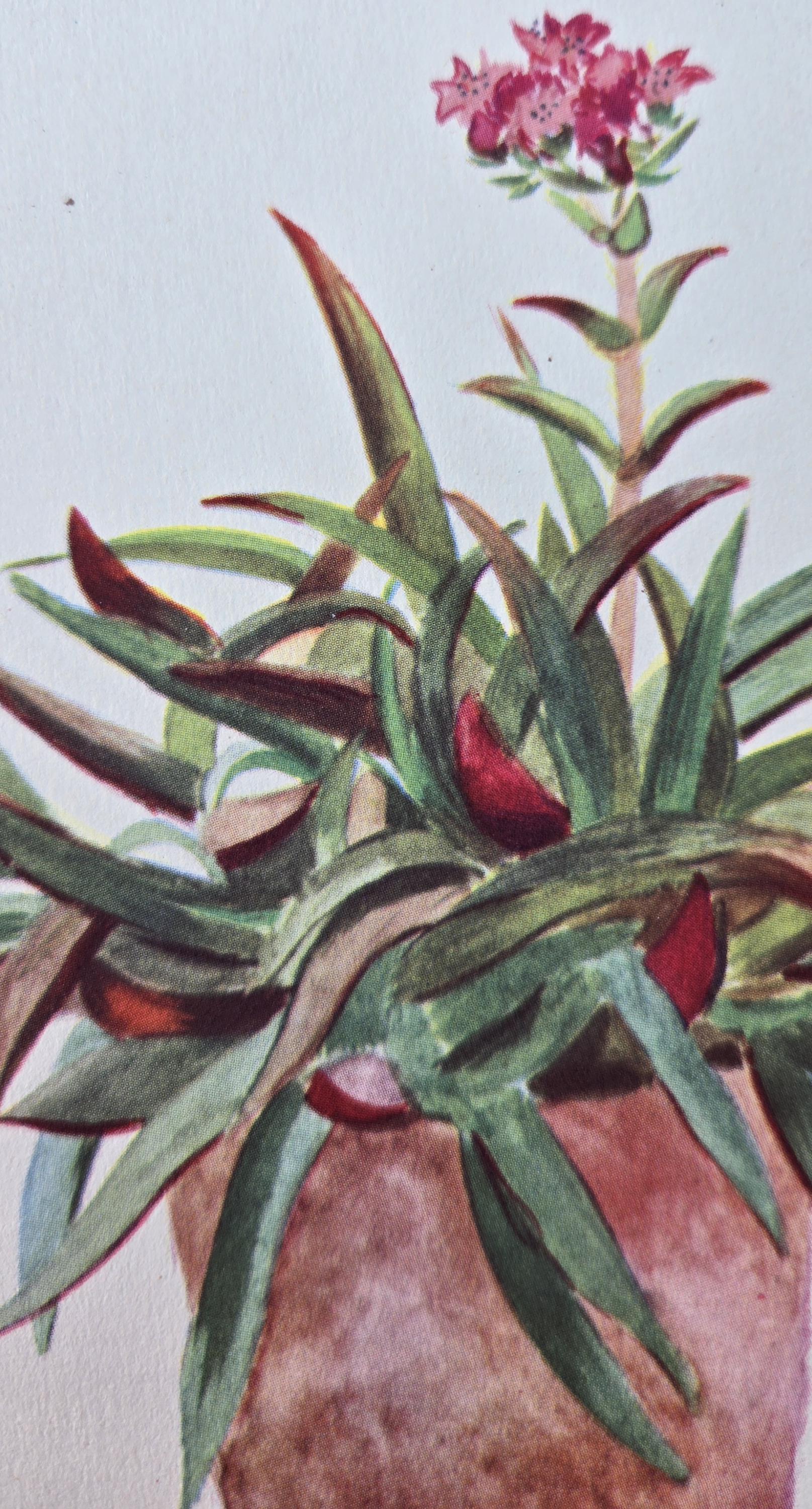 Vintage Botanical Prints 1930s From Paris, France Arlette Davis Vintage ...