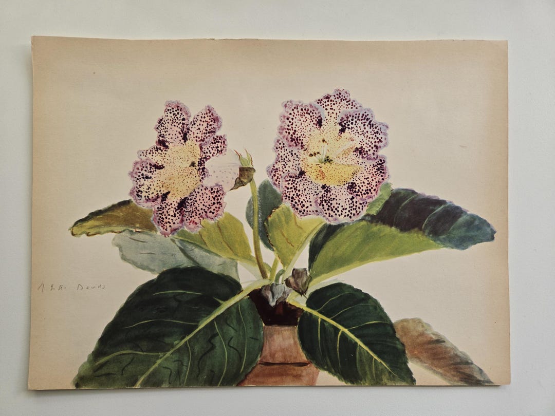 Vintage Botanical Prints 1940s From Paris, France Hybrid Gloxina ...