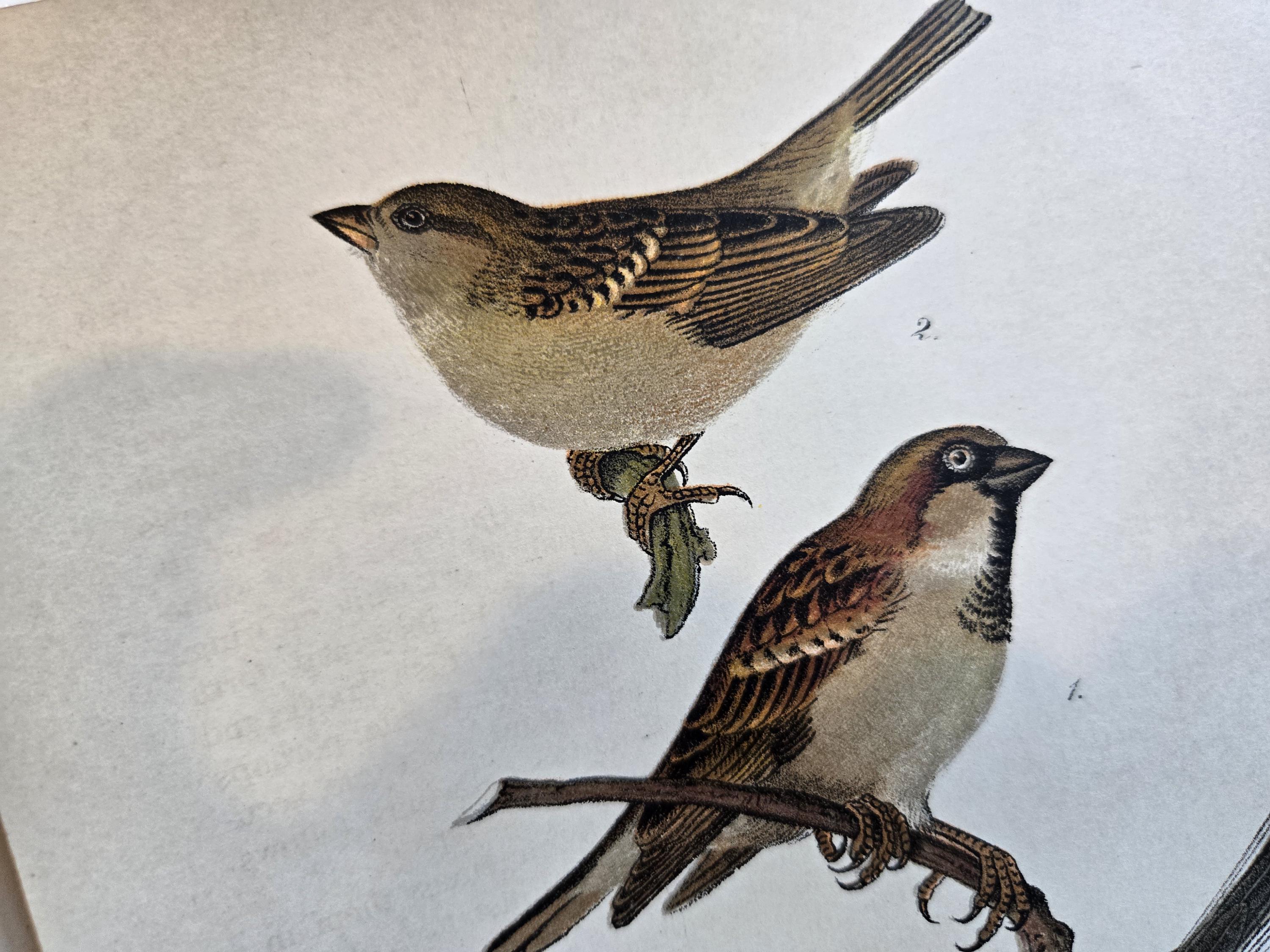1800's Antique Bird Colored Lithograph, Birds of PA, by B.H. Warren ...