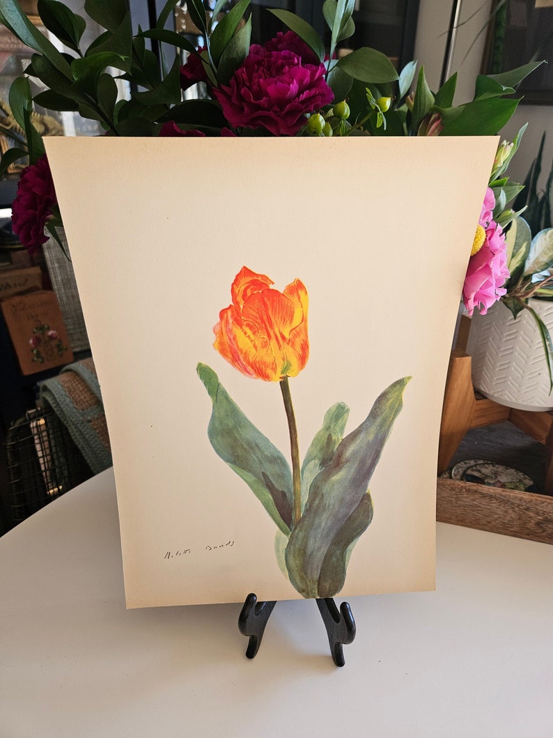 Vintage Botanical Prints 1940s From Paris, France Tulips Arlette Davis ...