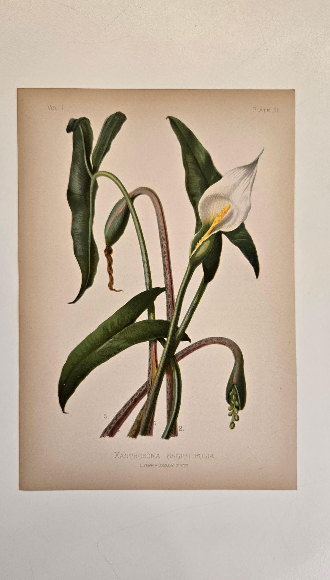 1878 Botanical Chromolithograph – Arrow-leaved Spoonflower, or ...