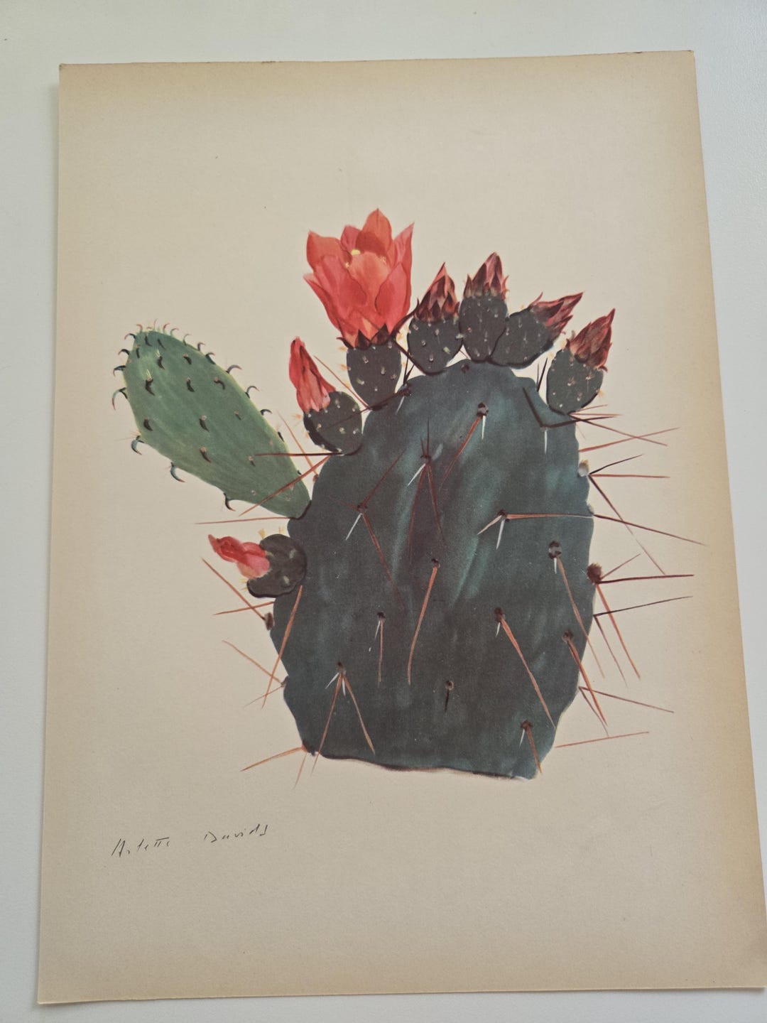 Vintage Botanical Prints 1930s From Paris, France Arlette Davis Vintage ...