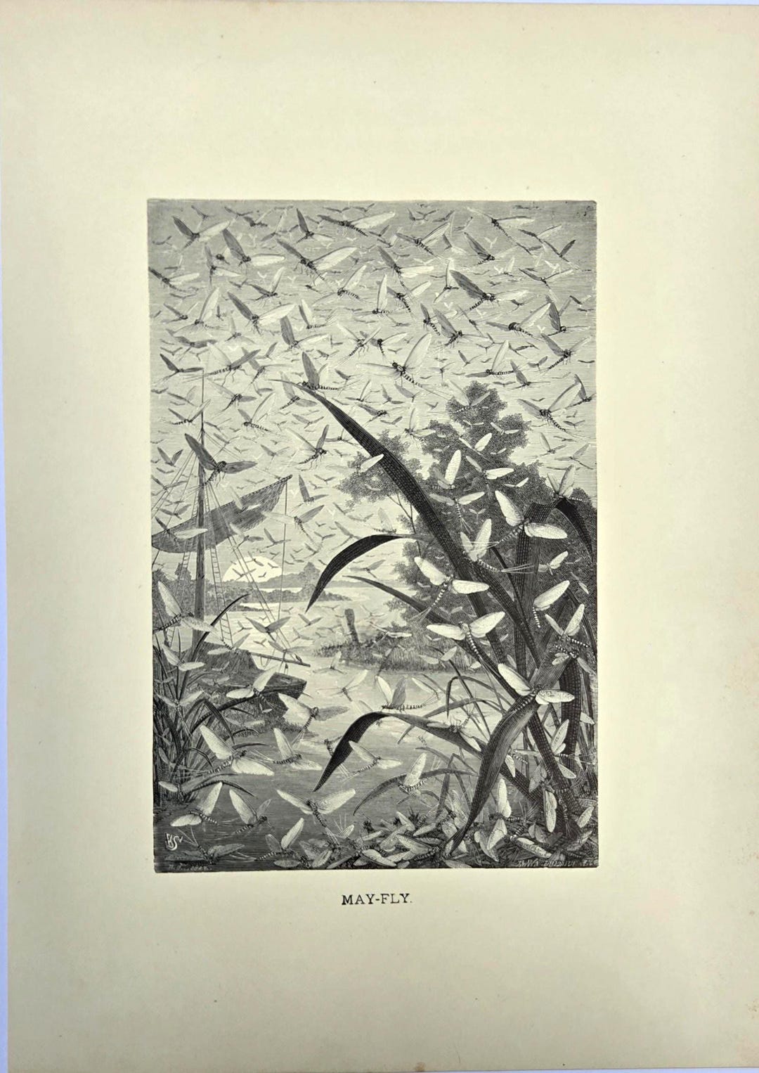 1898 Original Lithograph Wood Natural History Print, Antique Mayfly ...