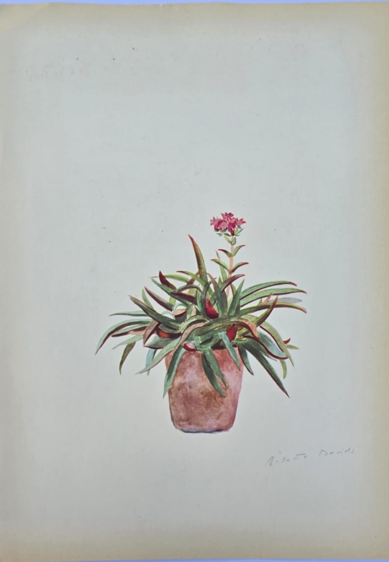 Vintage Botanical Prints 1930s From Paris, France Arlette Davis Vintage ...