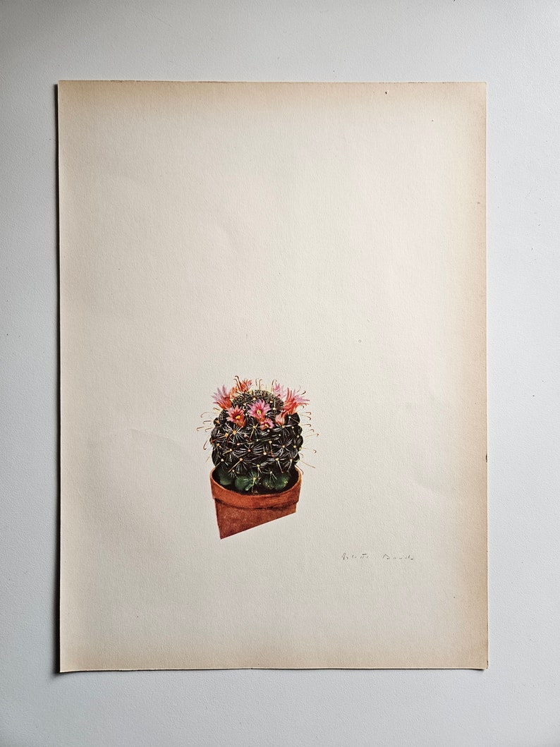Vintage Botanical Prints 1930s From Paris, France Arlette Davis Vintage ...