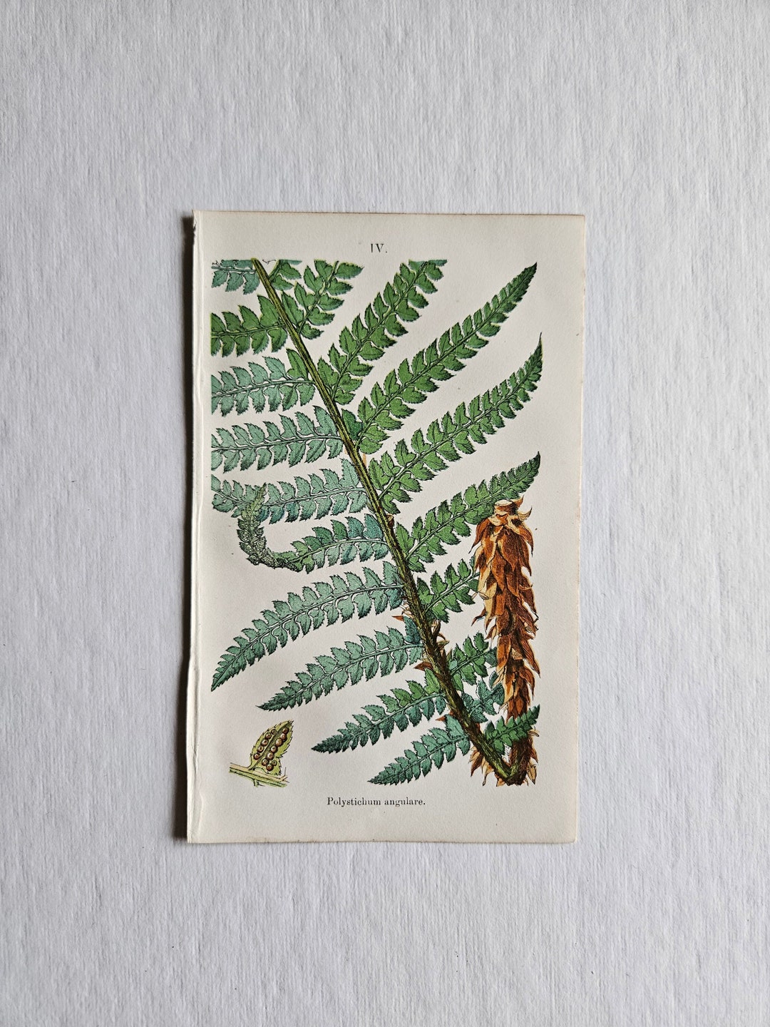 Antique Fern Engraving (1850s) Botanical Print British Fern Polystichum ...