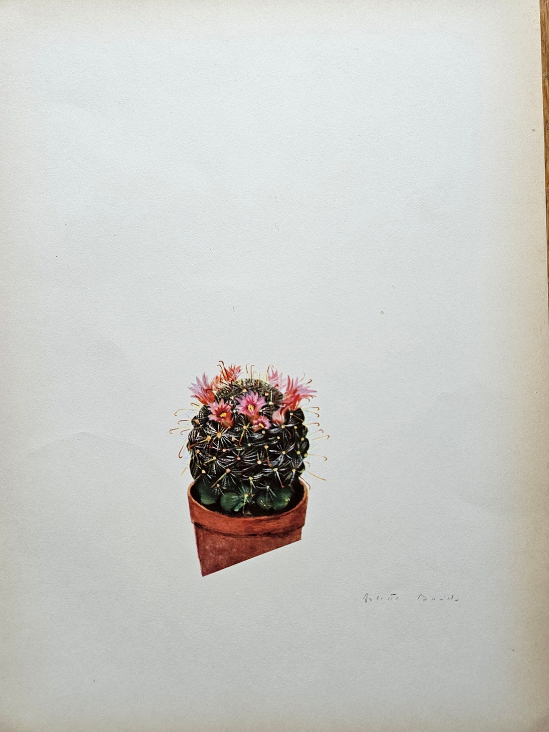 Vintage Botanical Prints 1930s From Paris, France Arlette Davis Vintage ...