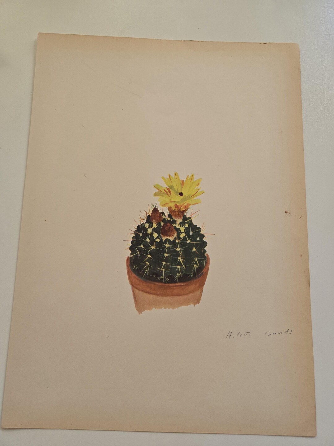 Vintage Botanical Prints 1930s From Paris, France Arlette Davis Vintage ...
