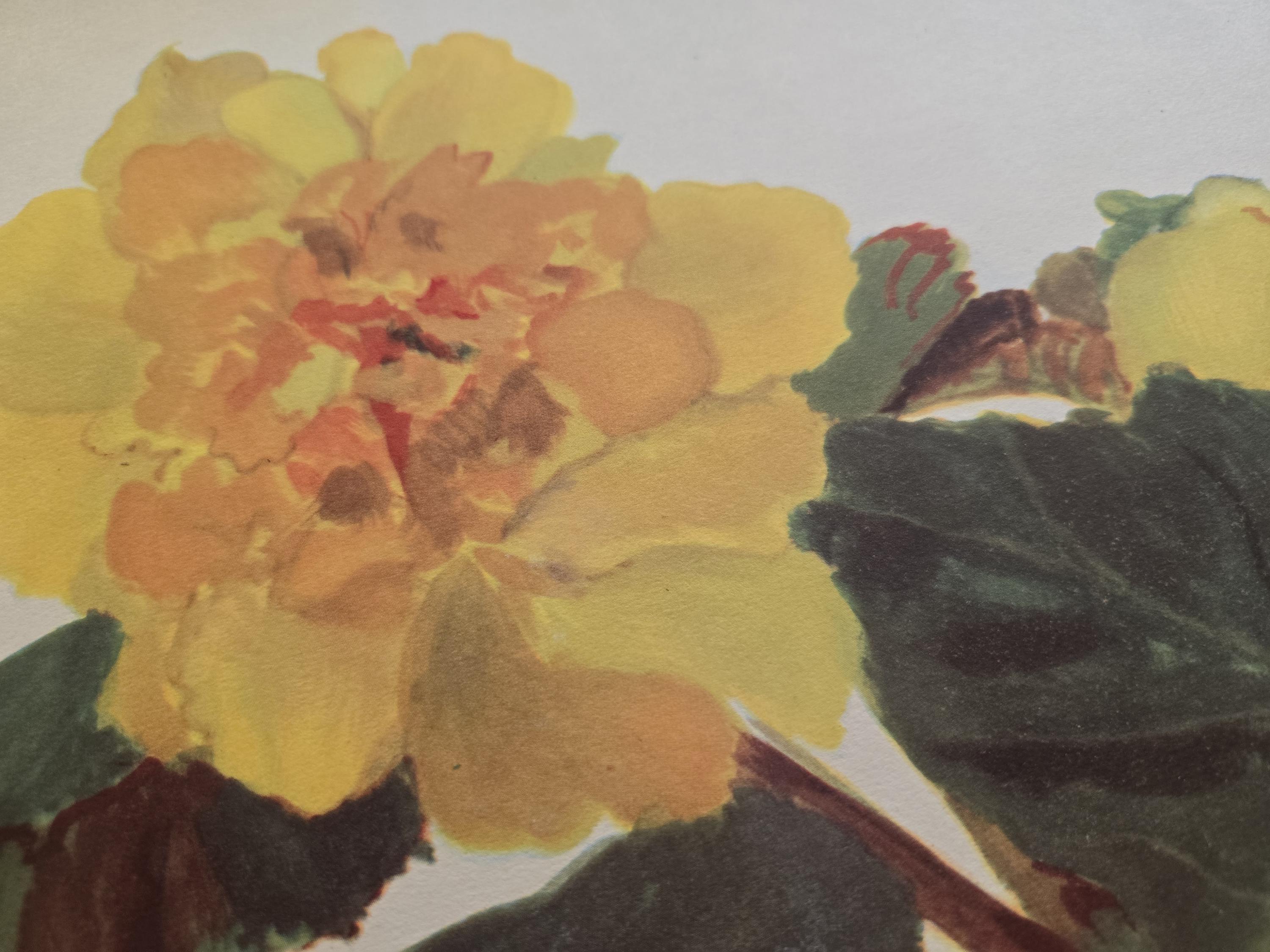 Vintage Botanical Prints 1940s From Paris, France Begonia Arlette Davis ...