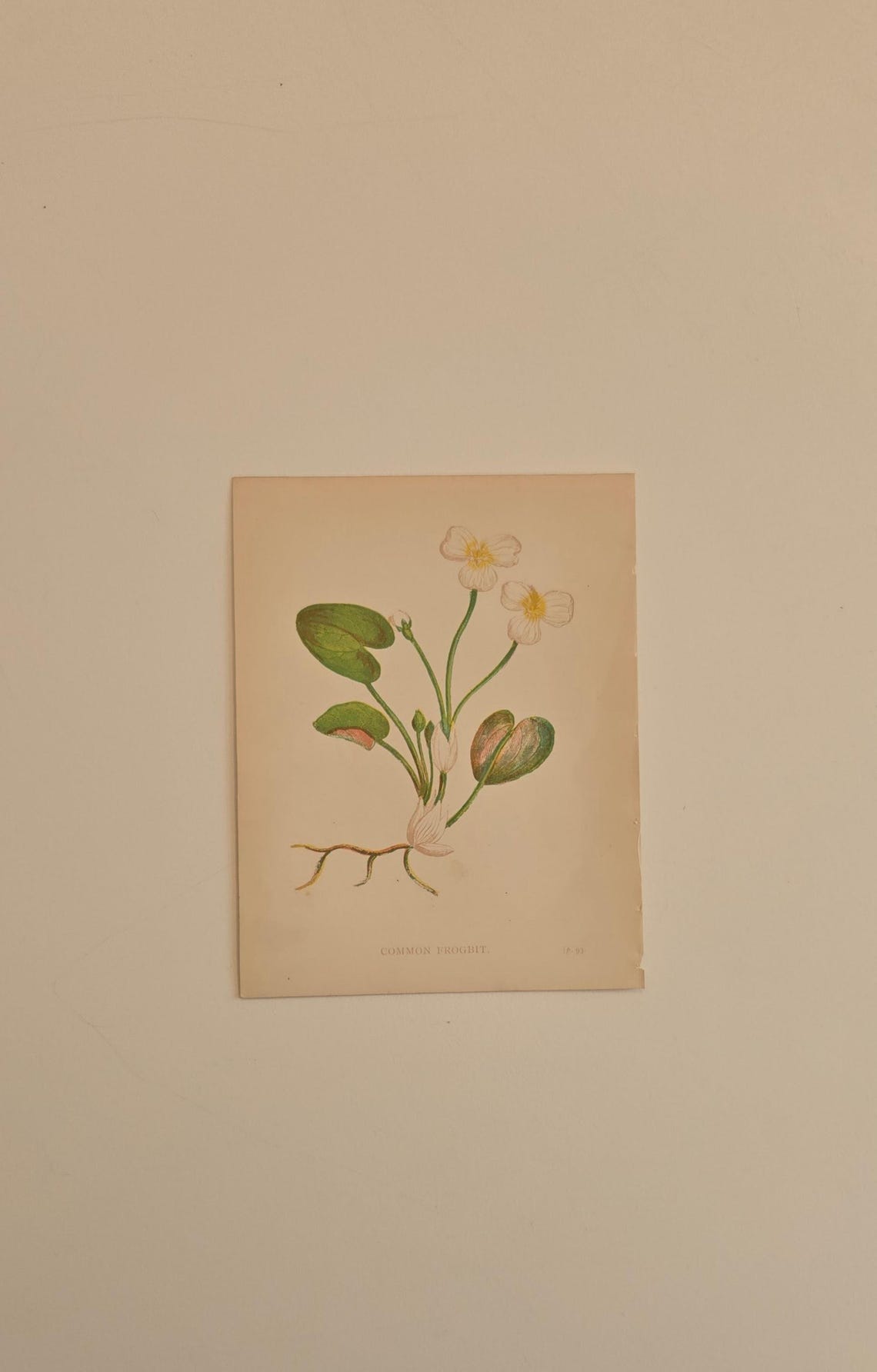 1902 Ann Pratt Botanical Print – Common Frogbit Chromolithograph ...