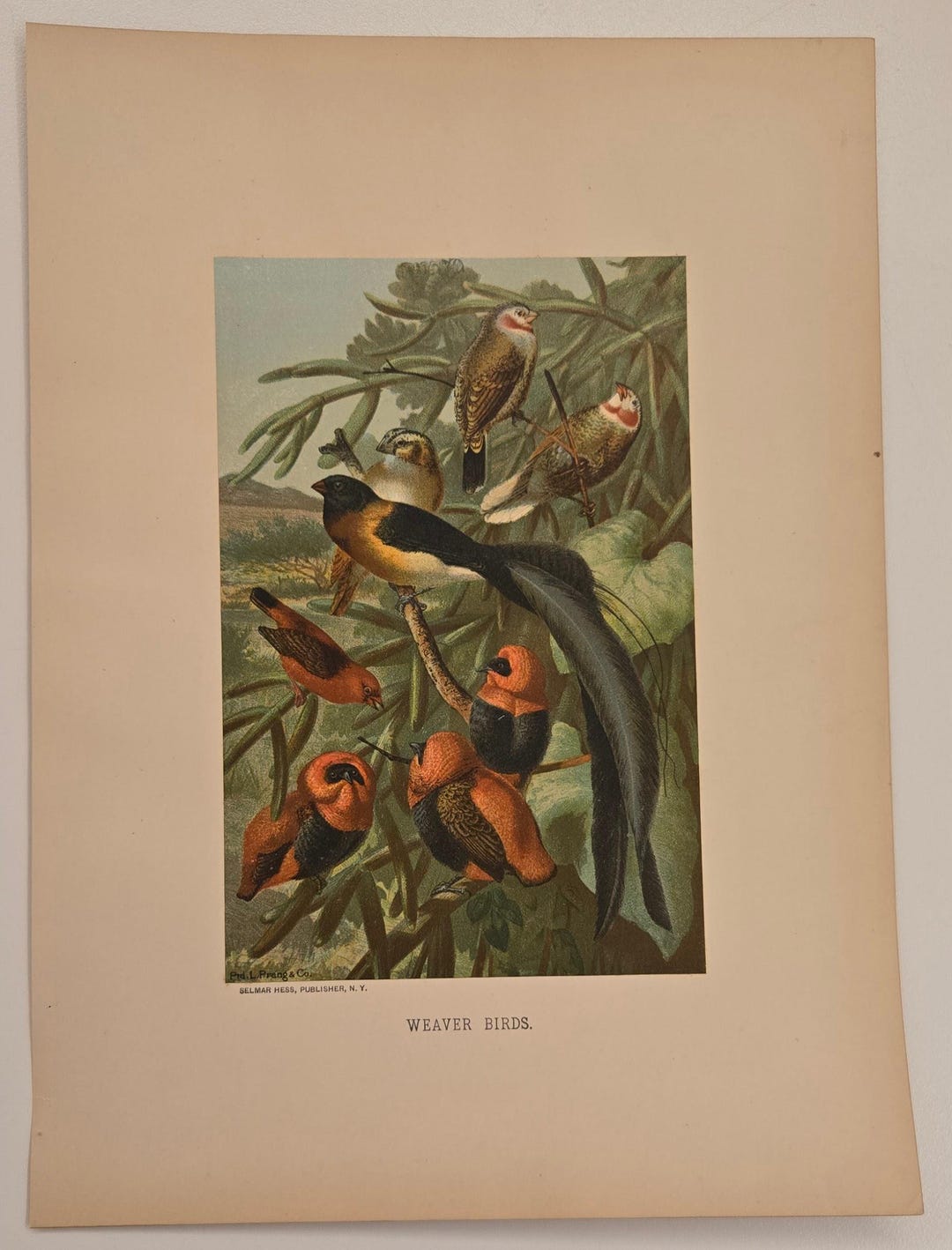 1898 Original Color Lithograph - Wood Natural History Print, Antique ...