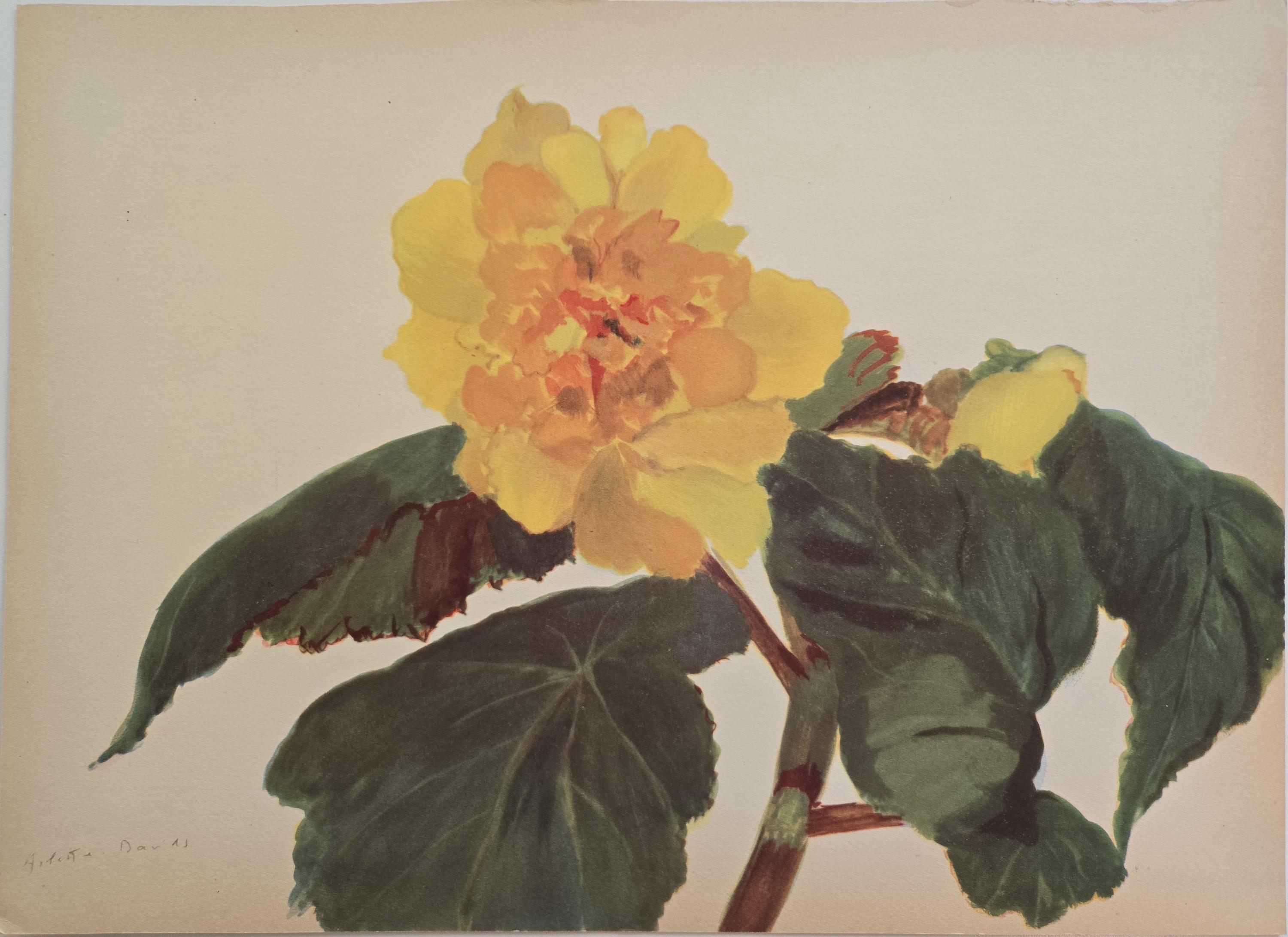 Vintage Botanical Prints 1940s From Paris, France Begonia Arlette Davis ...