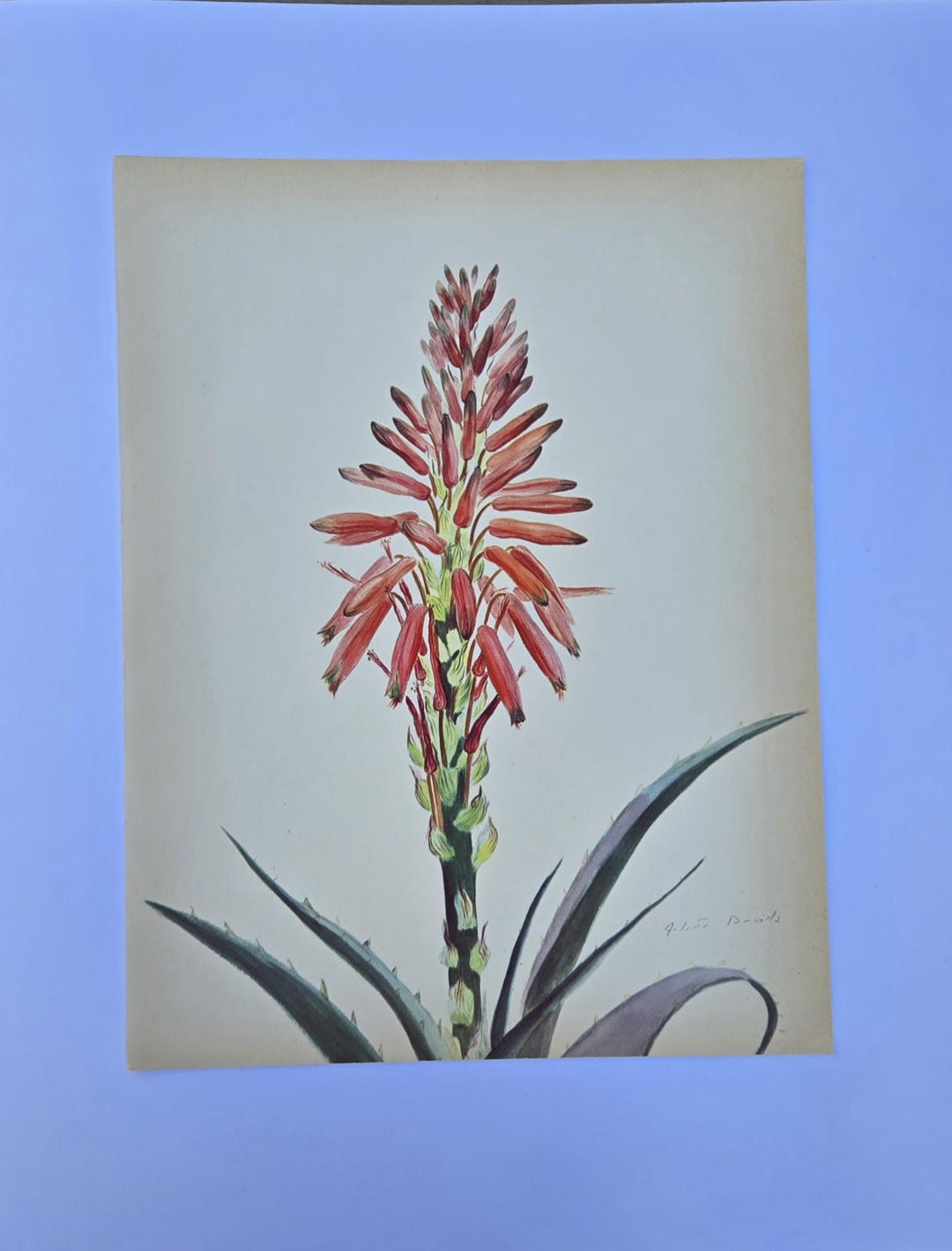 Vintage Botanical Prints 1930s From Paris, France Arlette Davis Vintage ...