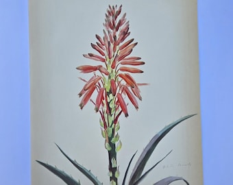 Vintage Botanical Prints 1930s From Paris, France Arlette Davis Vintage ...