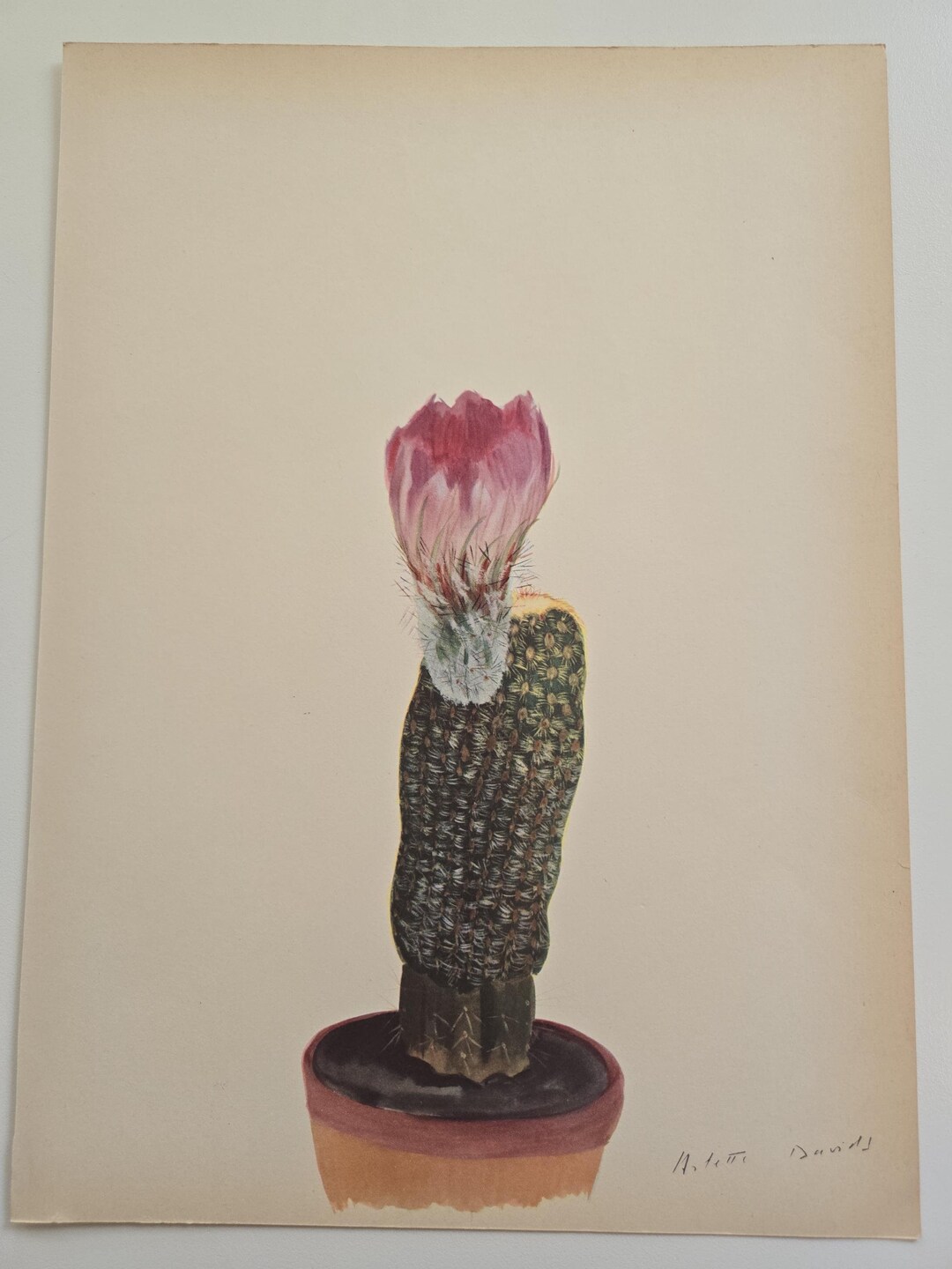 Vintage Botanical Prints 1930s From Paris, France Arlette Davis Vintage ...