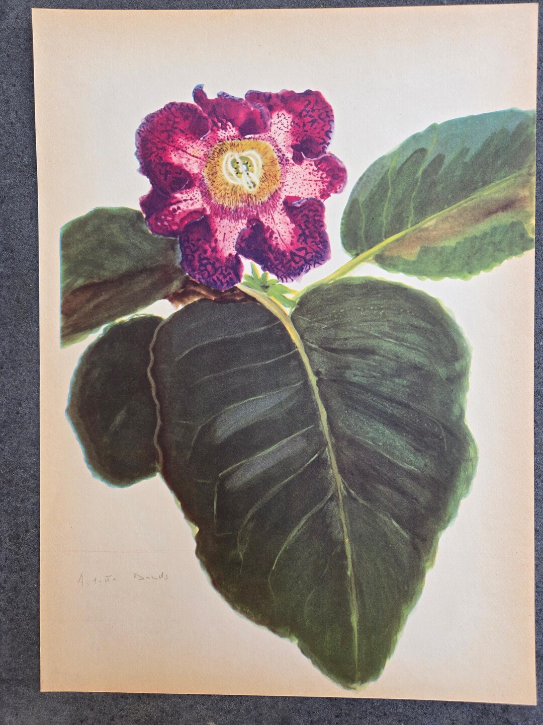Vintage Botanical Prints 1940s From Paris, France Arlette Davis Vintage ...