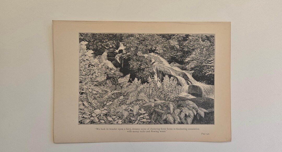 1878 Antique Fern Engraving – Victorian Botanical Woodland Scene ...