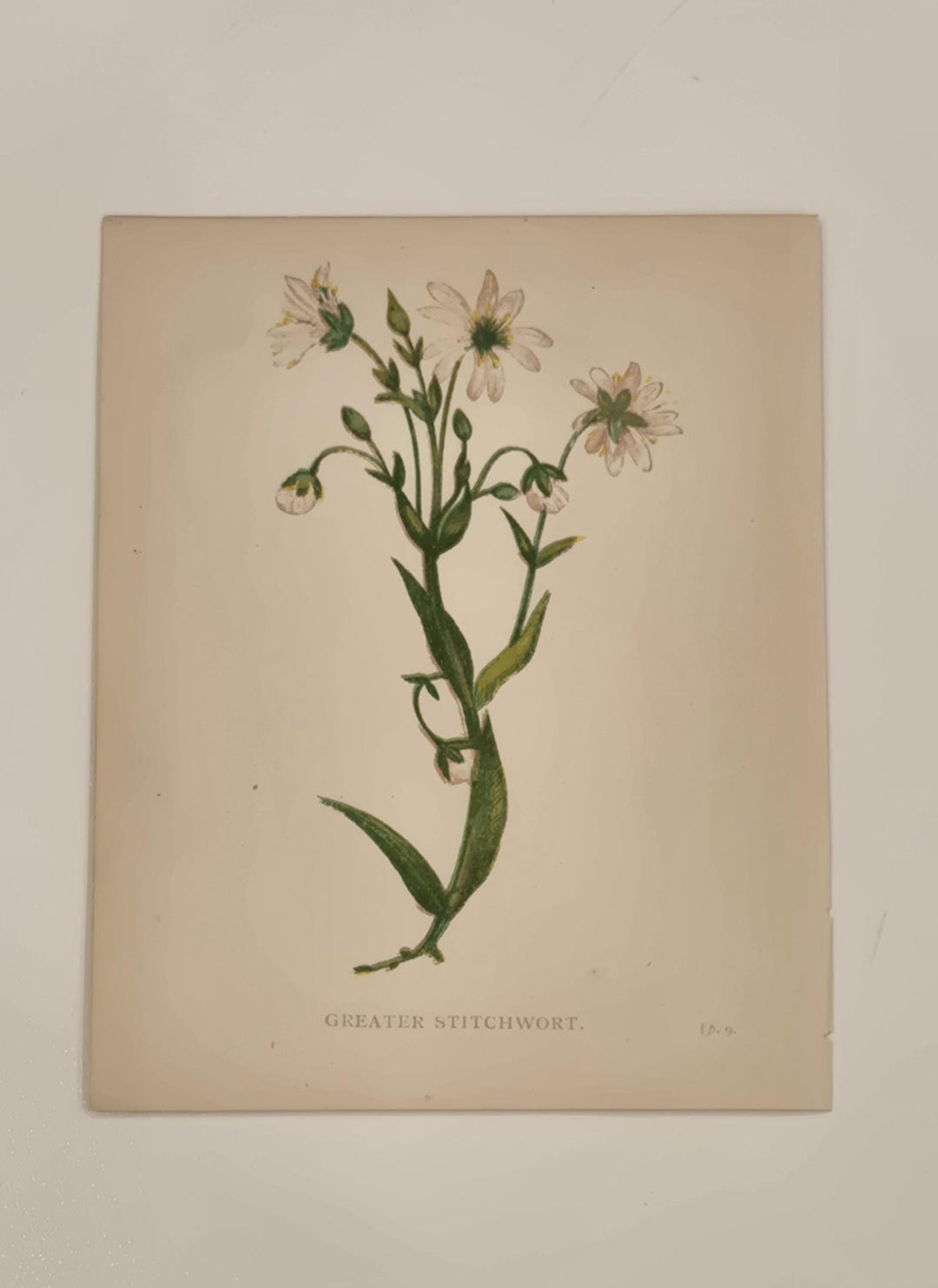 1902 Ann Pratt Botanical Print – GREATER STITCHWORT Chromolithograph ...