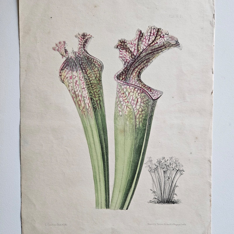 Plant Engraving - Etsy