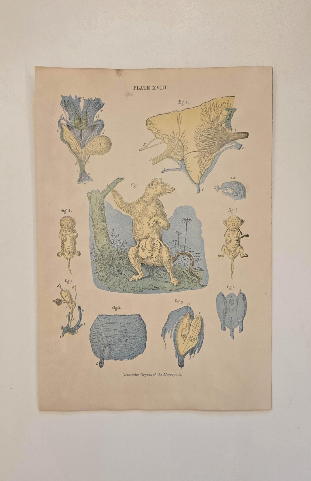 Antique 1902 Anatomical Lithograph — “generative Organs of the ...