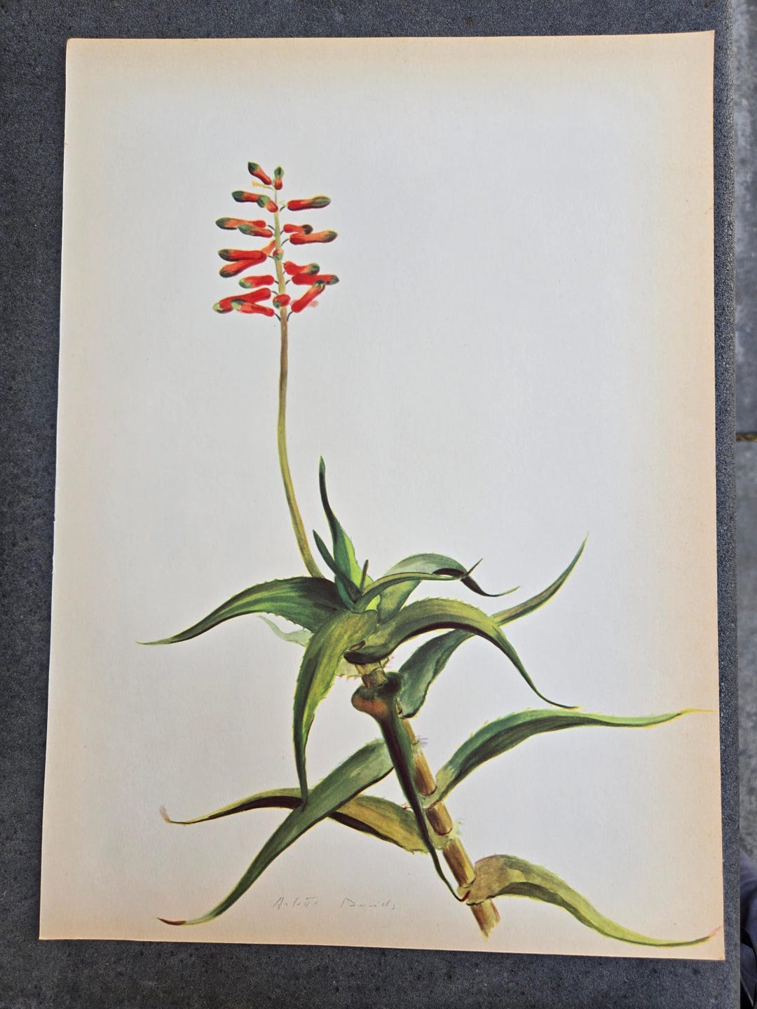 Vintage Botanical Prints 1930s From Paris, France, Arlette Davis ...