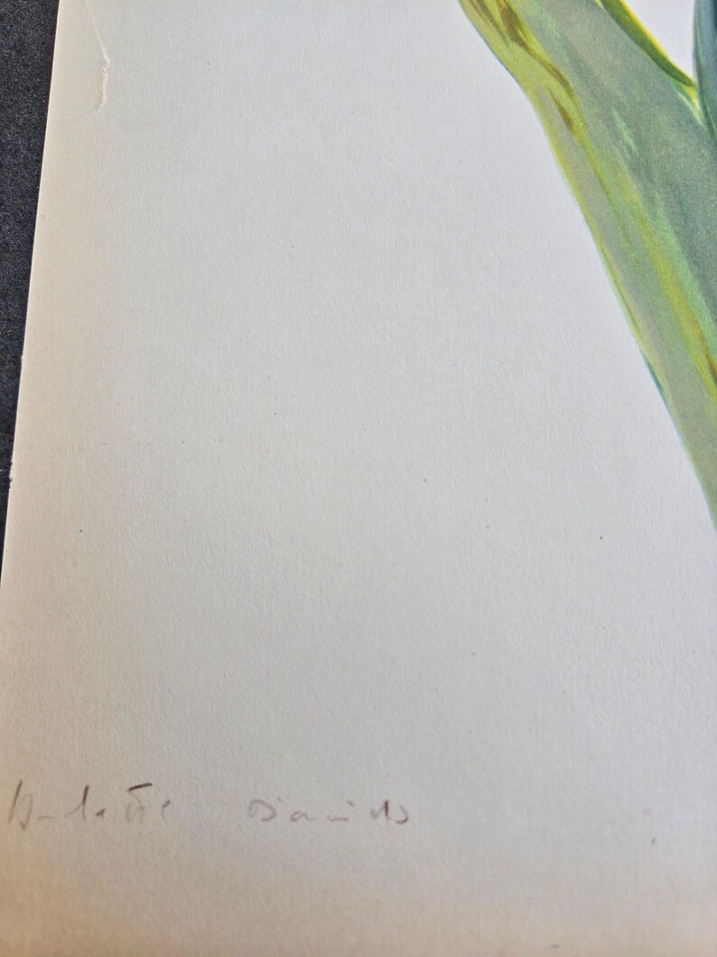 Vintage Botanical Prints 1940s From Paris, France Tulips Arlette Davis ...