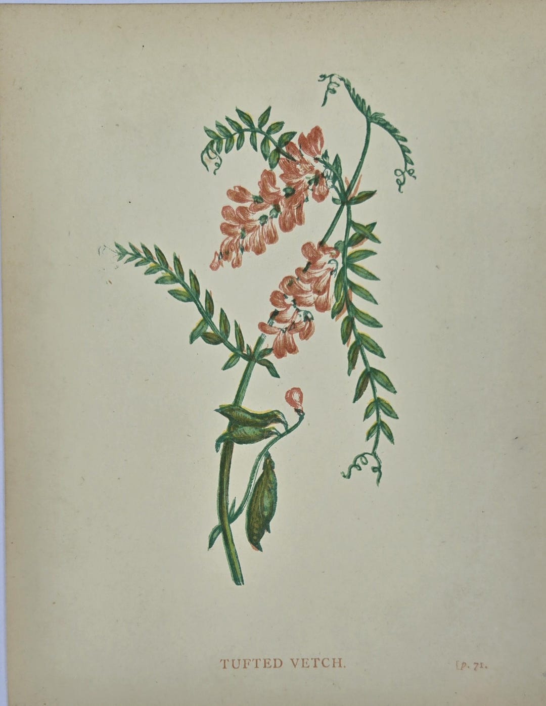1902 Ann Pratt Botanical Print – TUFTED VETCH. Chromolithograph ...