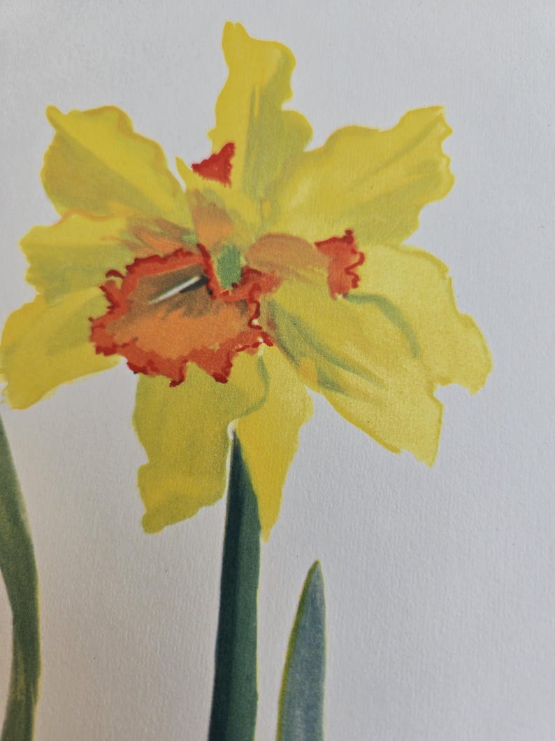 Vintage Botanical Prints 1940s From Paris, France, Arlette Davis ...