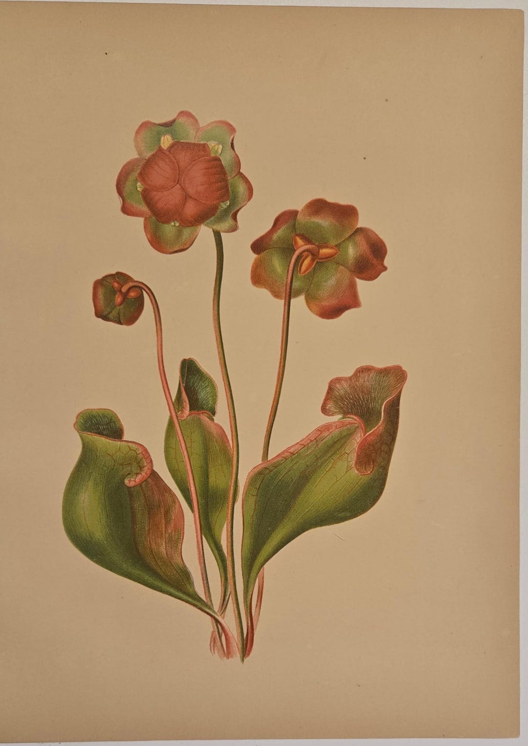 1882 Isaac Sprague Flowers of the Field & Forest - the Pitcher-plant ...