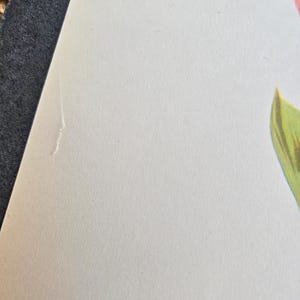 Vintage Botanical Prints 1940s From Paris, France Tulips Arlette Davis ...