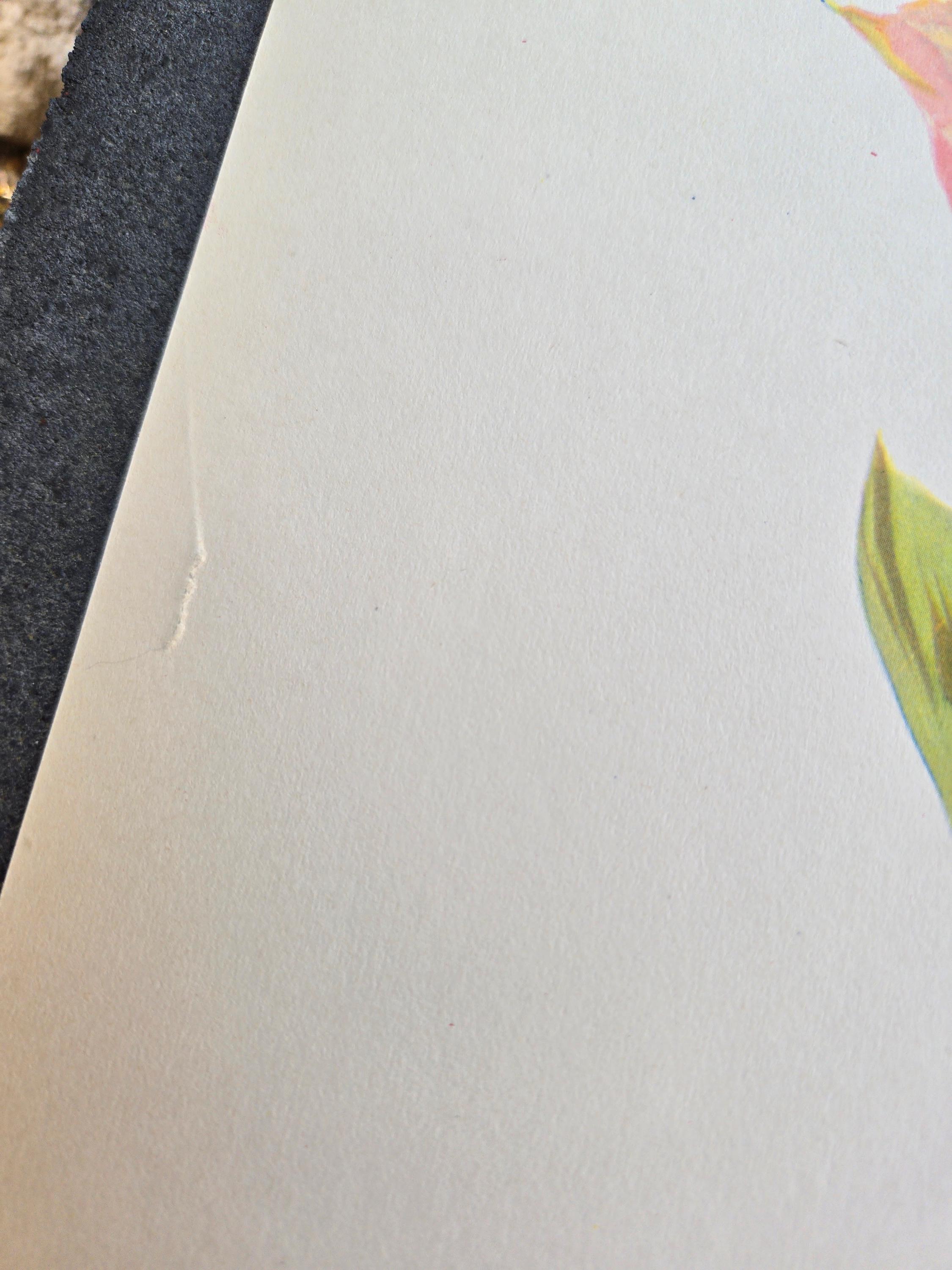 Vintage Botanical Prints 1940s From Paris, France Tulips Arlette Davis ...