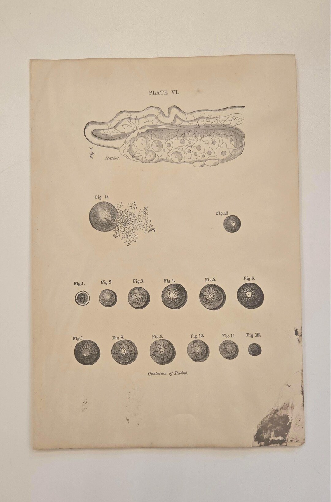 Antique 1902 Anatomical Lithograph — “ovulation of Rabbit” - Etsy
