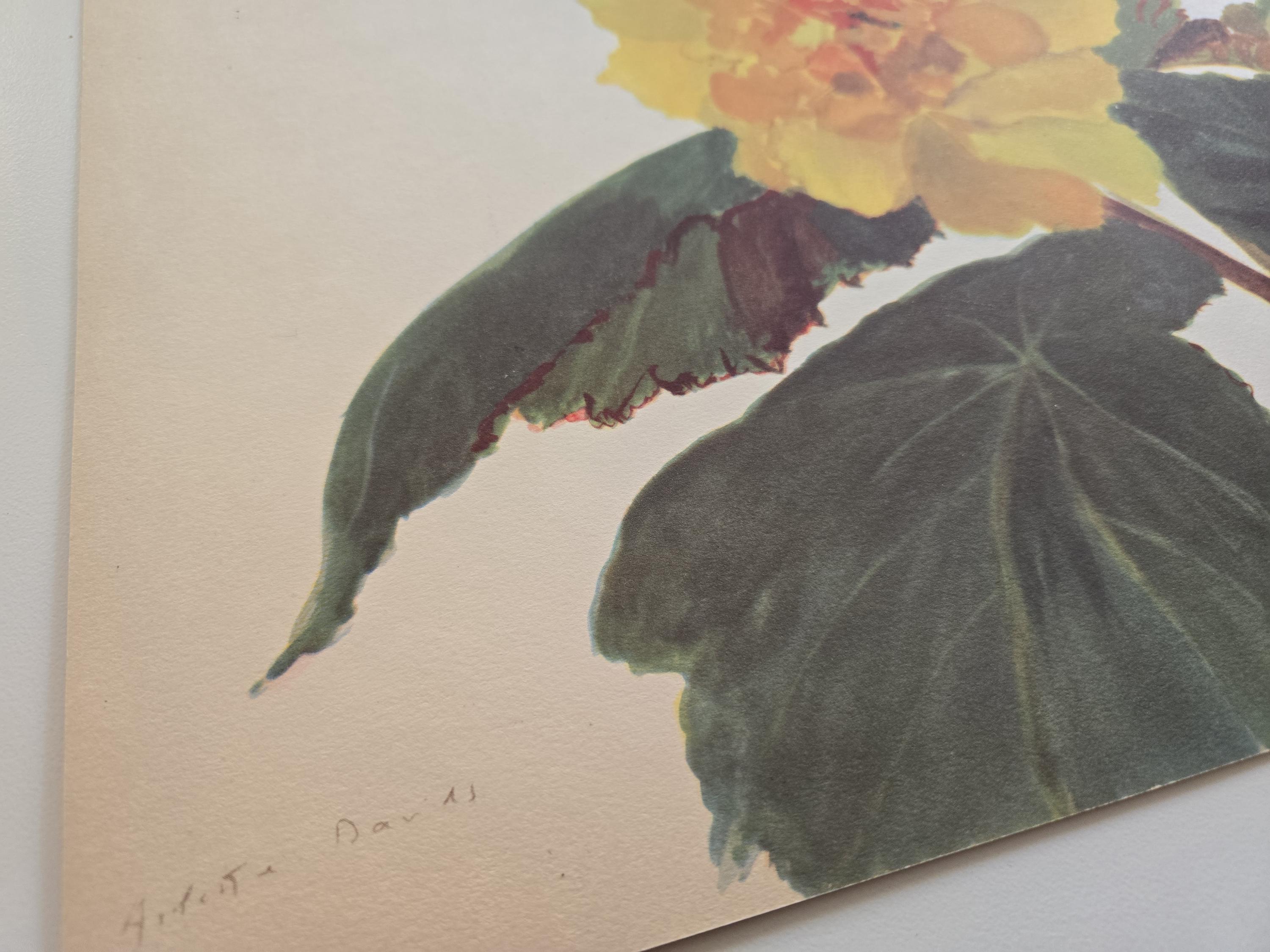 Vintage Botanical Prints 1940s From Paris, France Begonia Arlette Davis ...