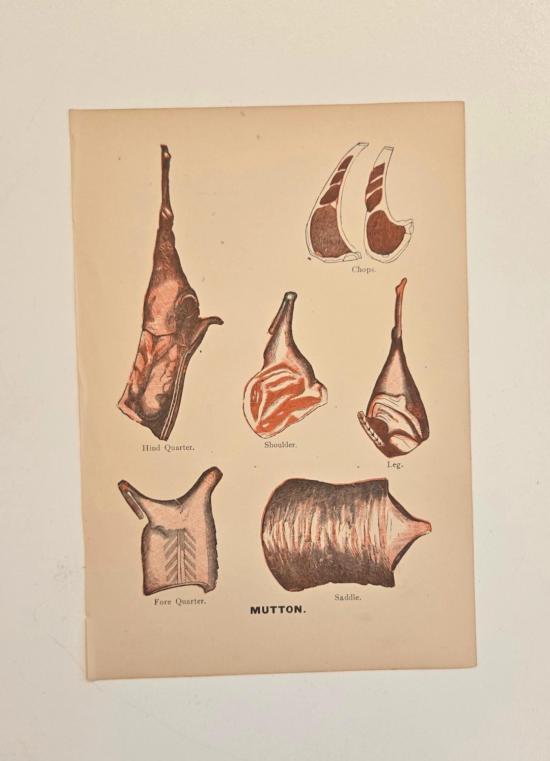 1886 Antique Mutton Cuts Print - Grocers’ Hand-book - Artemas Ward ...