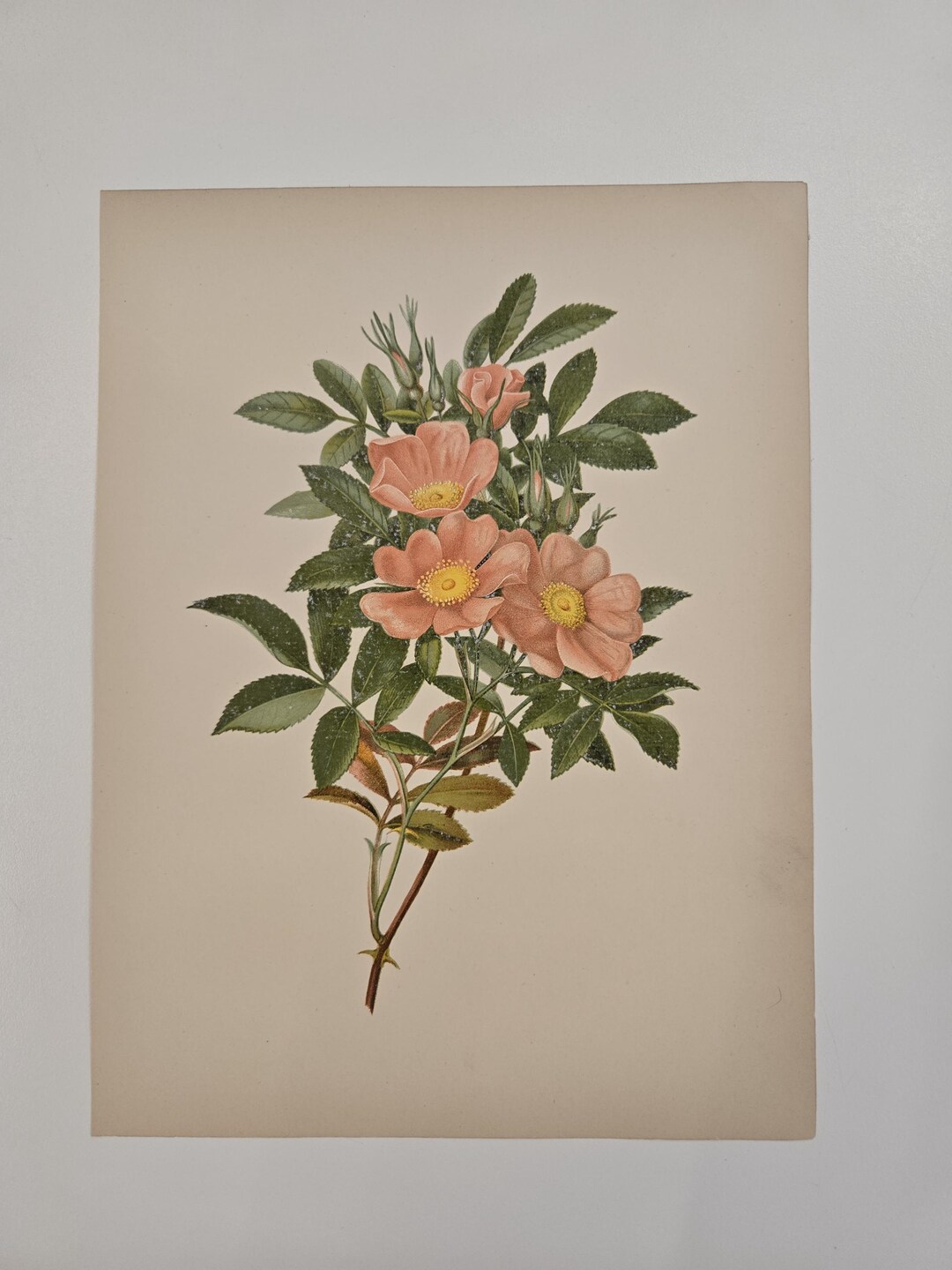Rare 1899 Botanical the Swamp Rose Original Chromolithograph Sprague ...