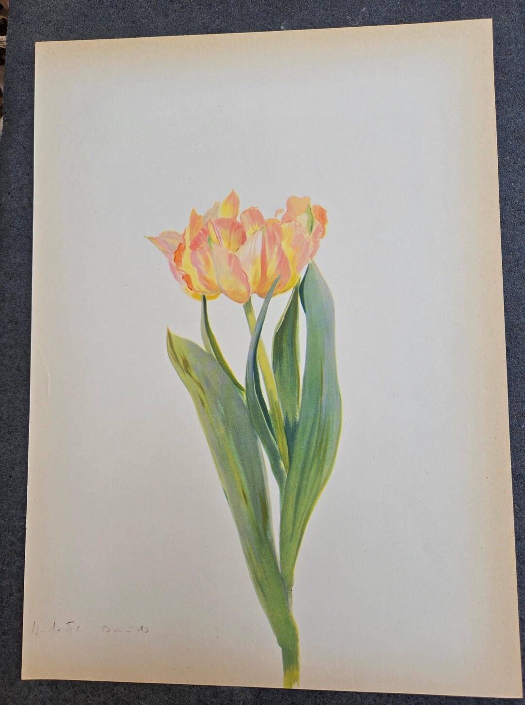 Vintage Botanical Prints 1940s From Paris, France Tulips Arlette Davis ...