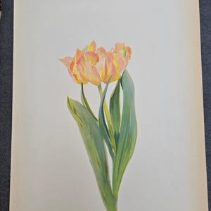 Vintage Botanical Prints 1940s From Paris, France Tulips Arlette Davis ...
