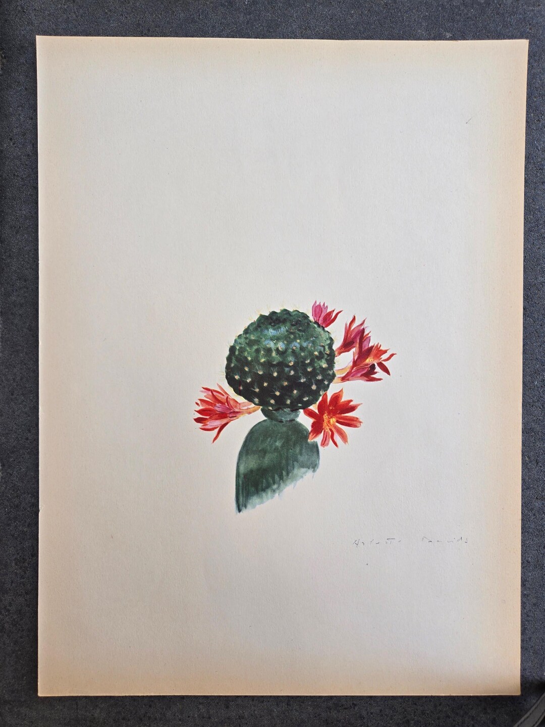 Vintage Botanical Prints 1930s From Paris, France, Arlette Davis ...