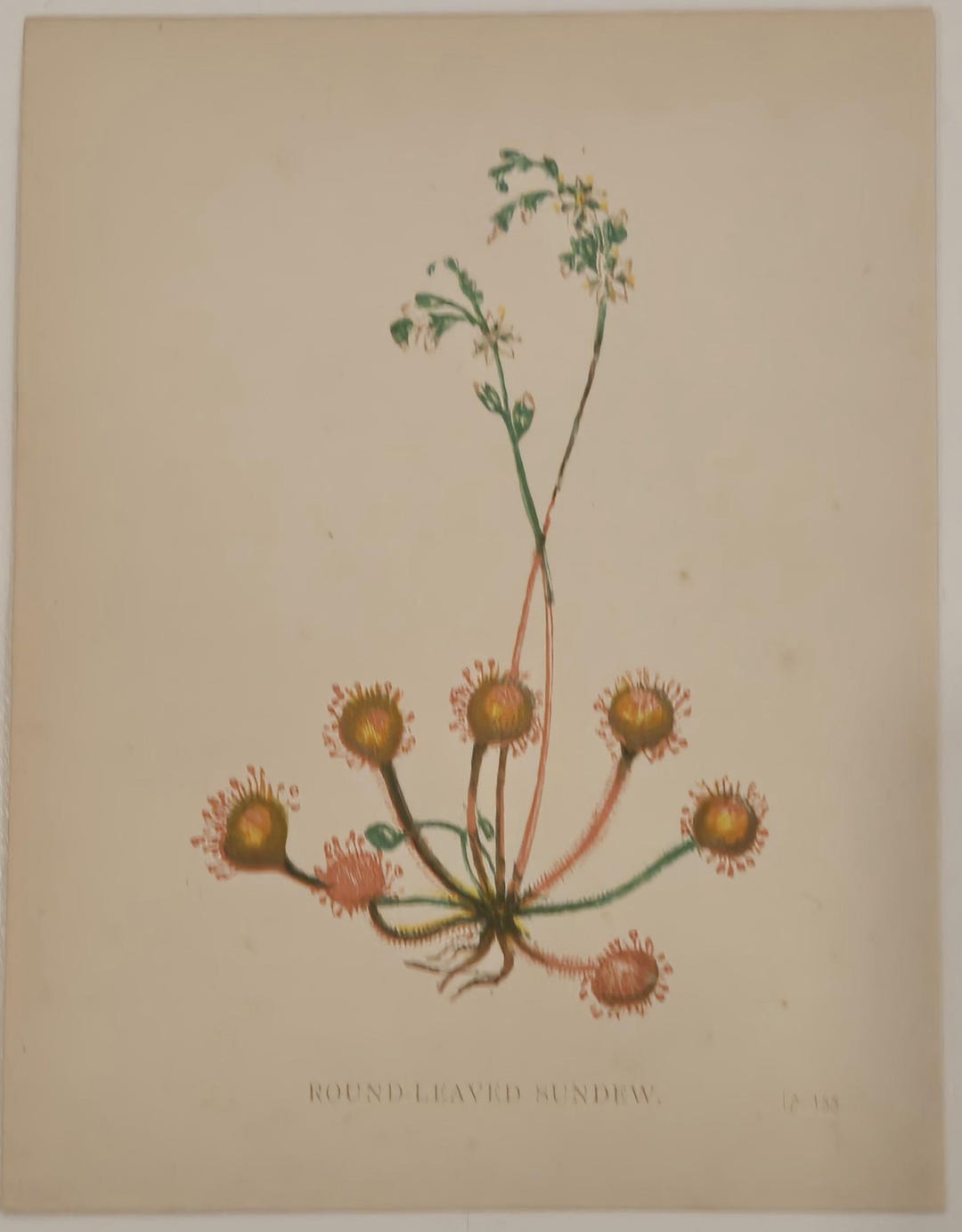 1902 Ann Pratt Botanical Print – ROUND-LEAVED SUNDEW Chromolithograph ...