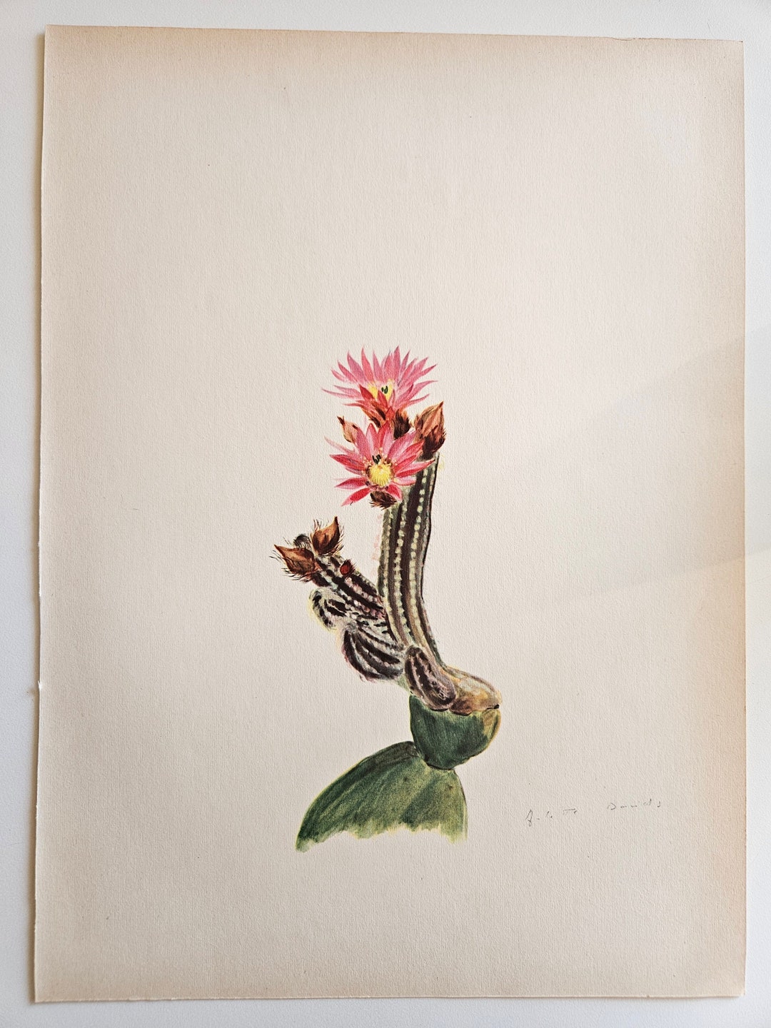 Vintage Botanical Prints 1930s From Paris, France Arlette Davis Vintage ...