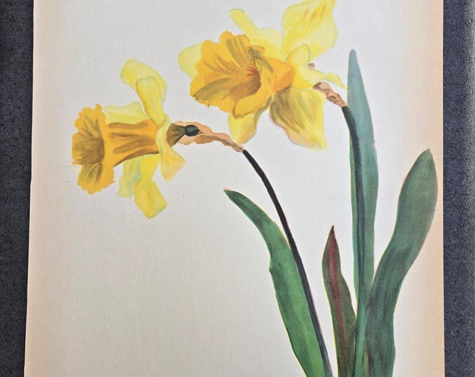 Vintage Botanical Prints 1940s From Paris, France, Arlette Davis ...