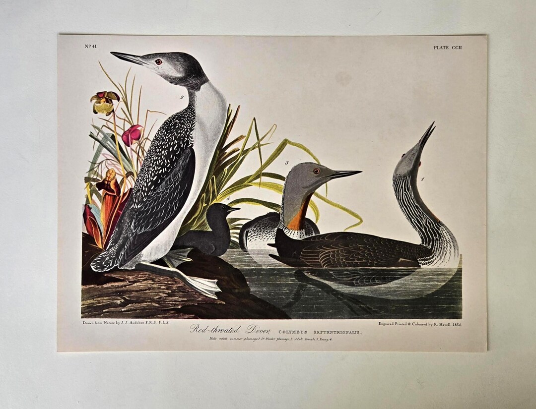 Antique 1937 Audubon Bird Print, Red-throated Diver. Robert Havell ...