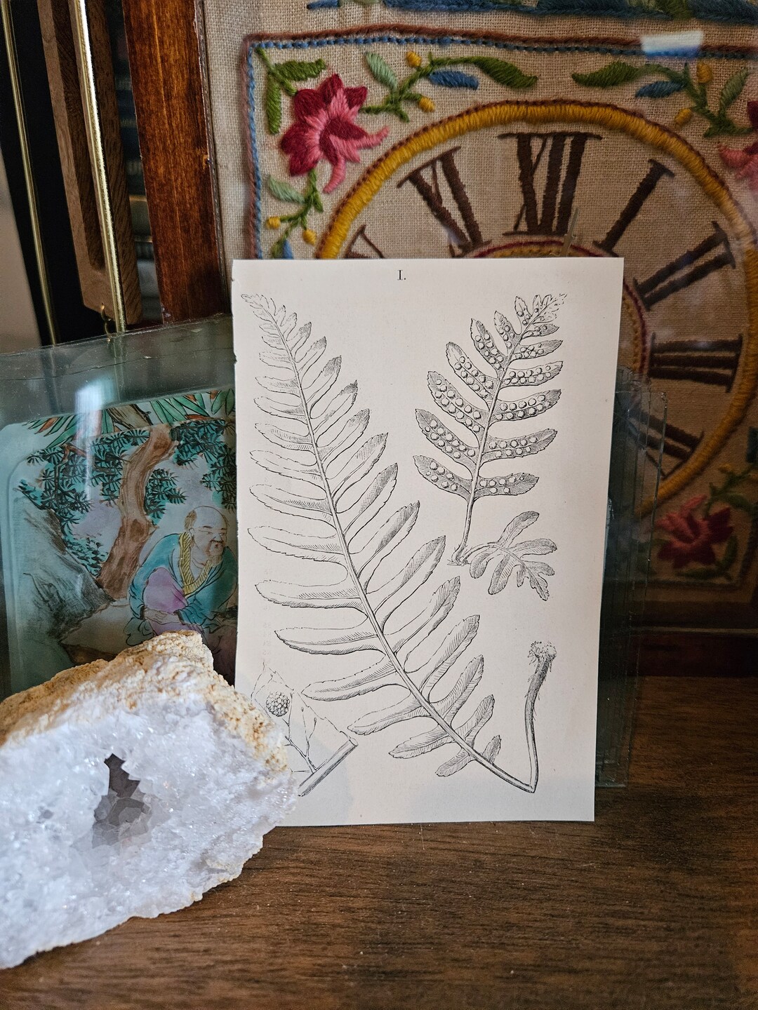 Antique Fern Engraving (1859) Botanical Print British - Etsy