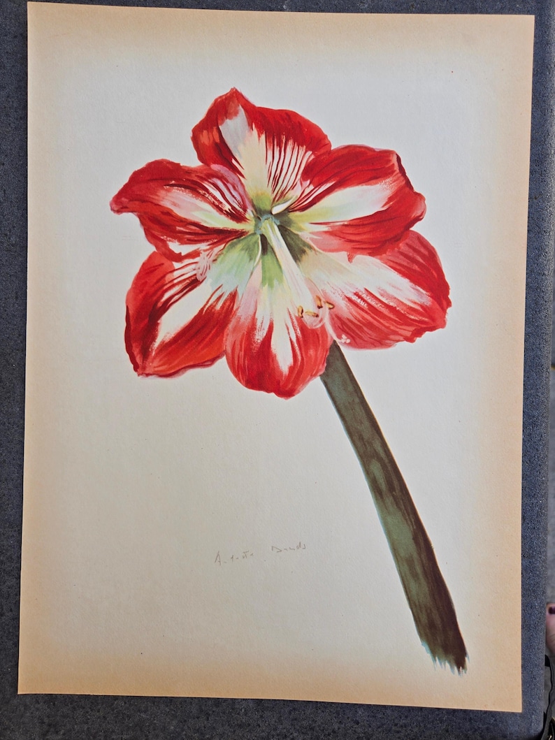 Vintage Botanical Prints 1940s From Paris, France, Arlette Davis ...