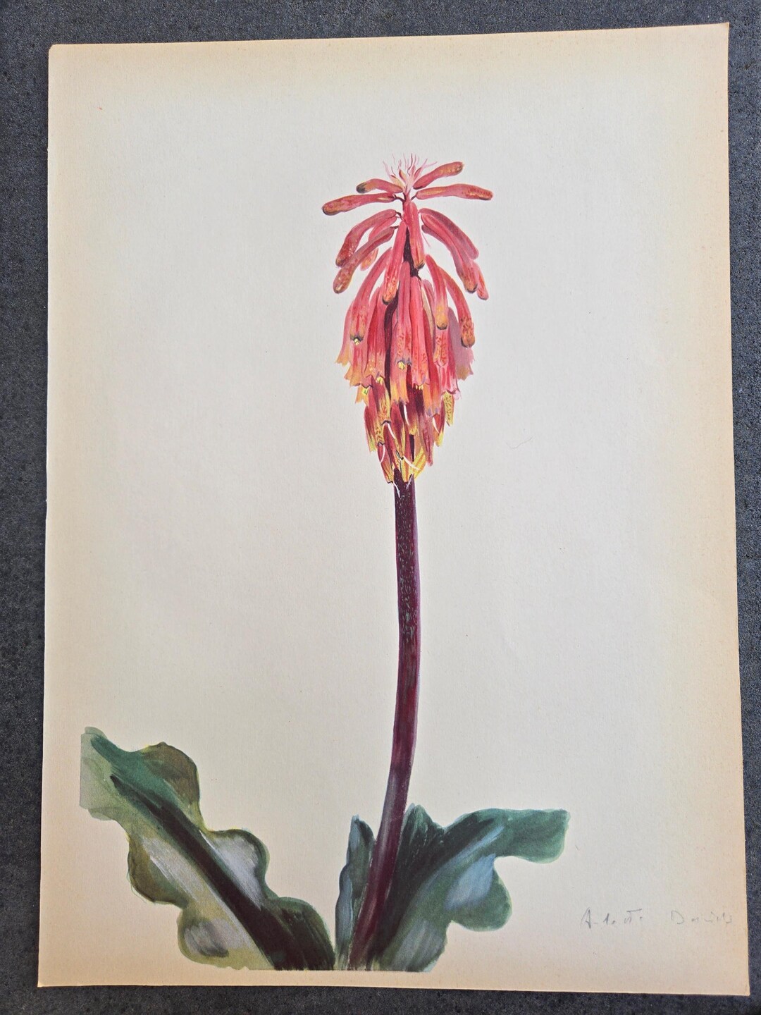 Vintage Botanical Prints 1940s From Paris, France Arlette Davis Vintage ...