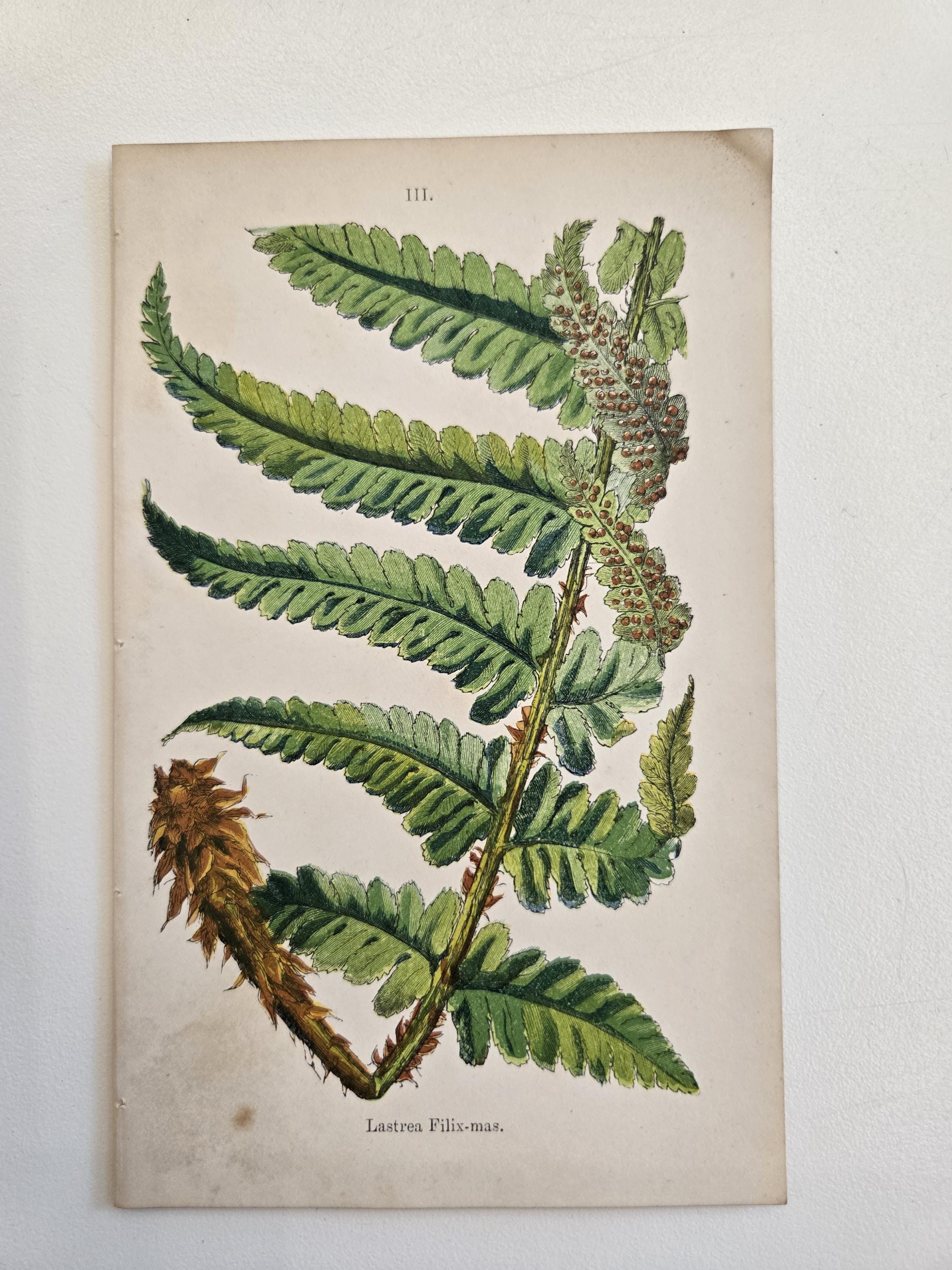 1891 Vintage Botanical Print of Lastrea Filix-mas Fern - Antique ...